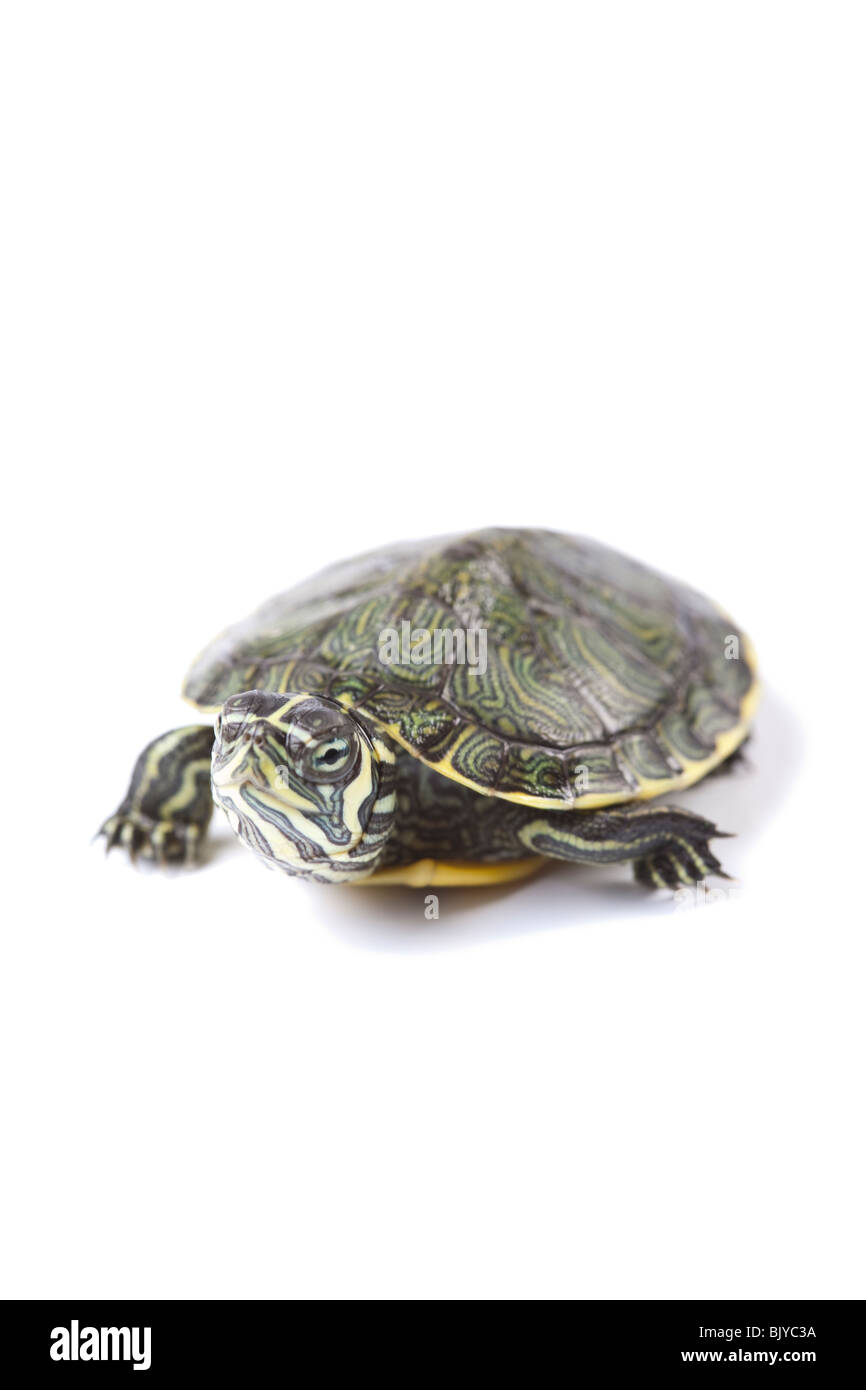 Turtle walking in front of a white background Stock Photo - Alamy