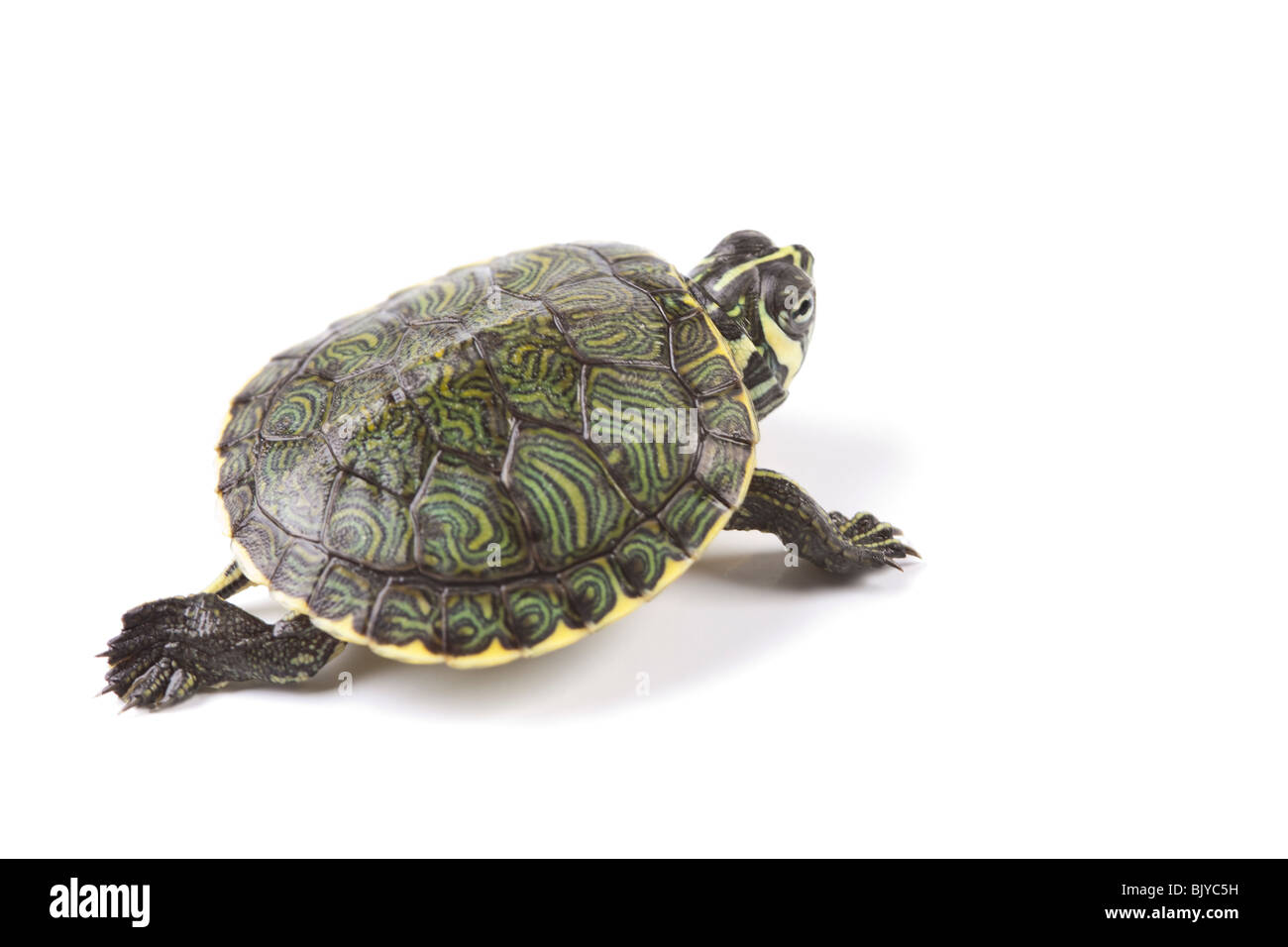 Turtle walking in front of a white background Stock Photo - Alamy