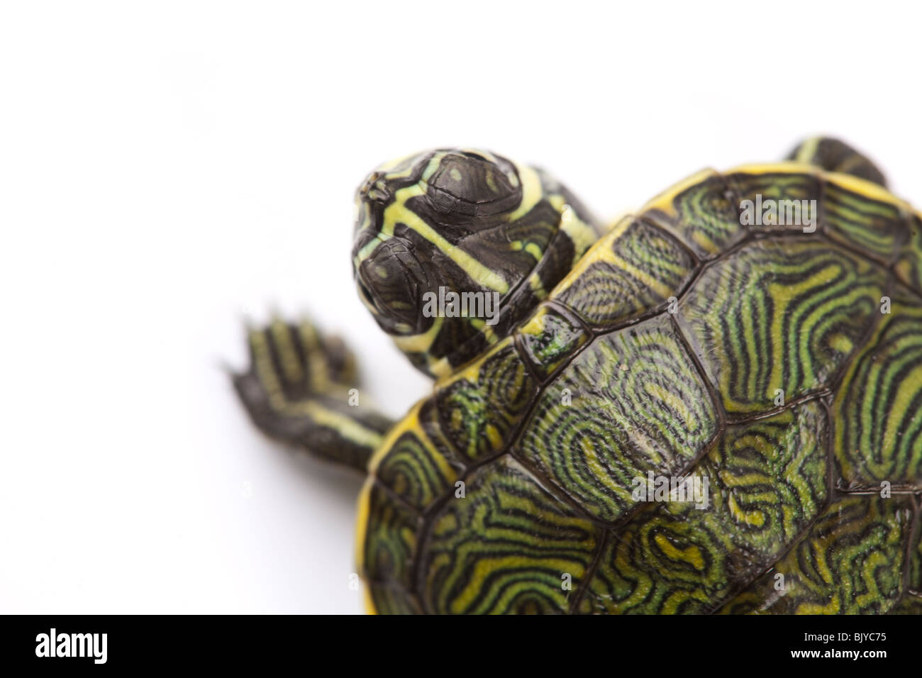 Turtle walking in front of a white background Stock Photo - Alamy