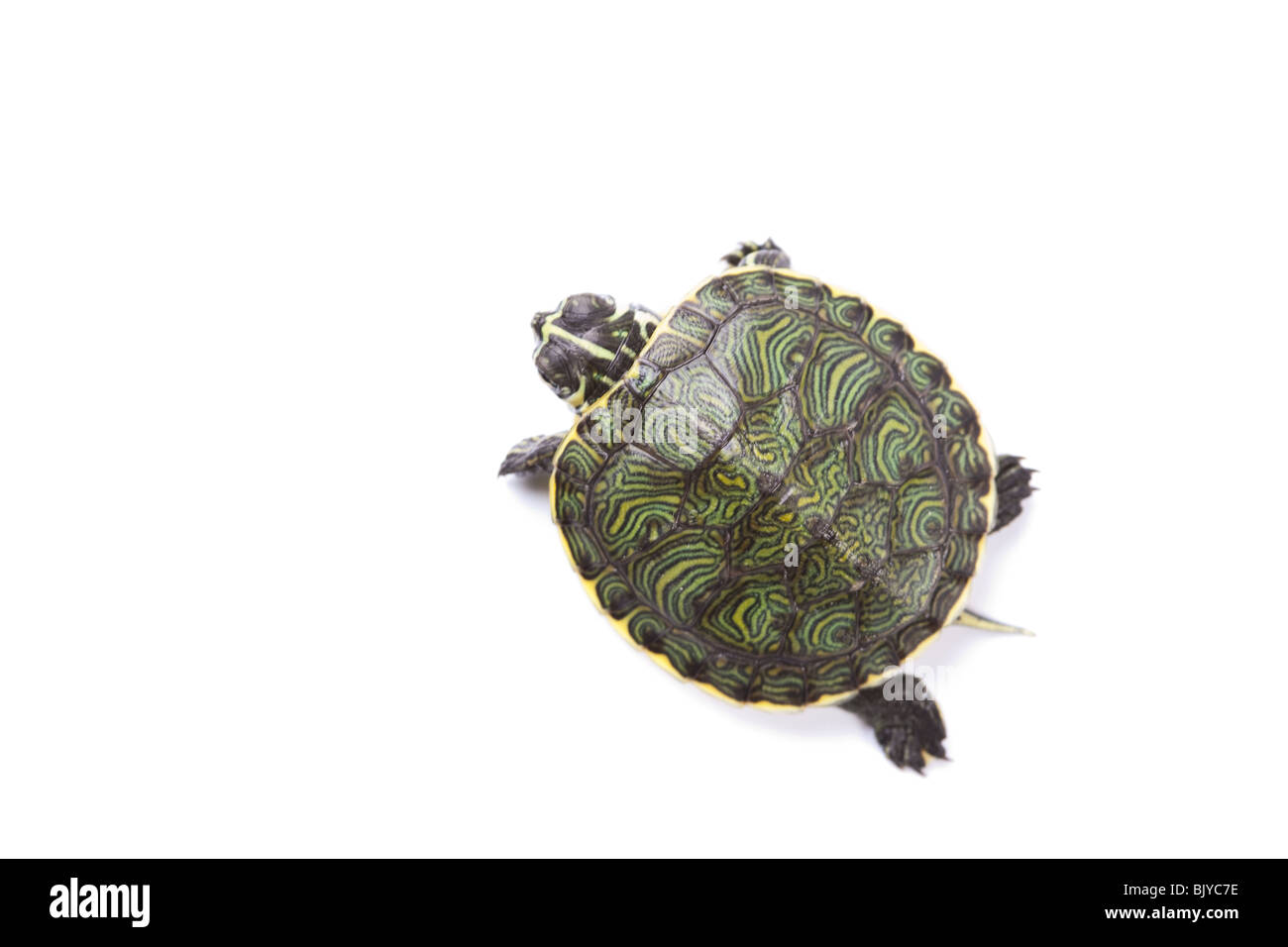 Turtle walking in front of a white background Stock Photo - Alamy
