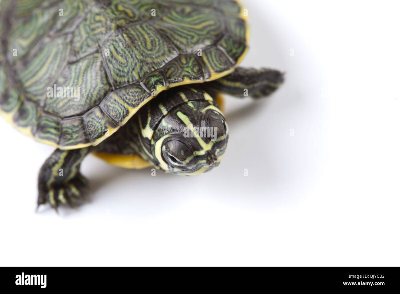 Turtle walking in front of a white background Stock Photo - Alamy