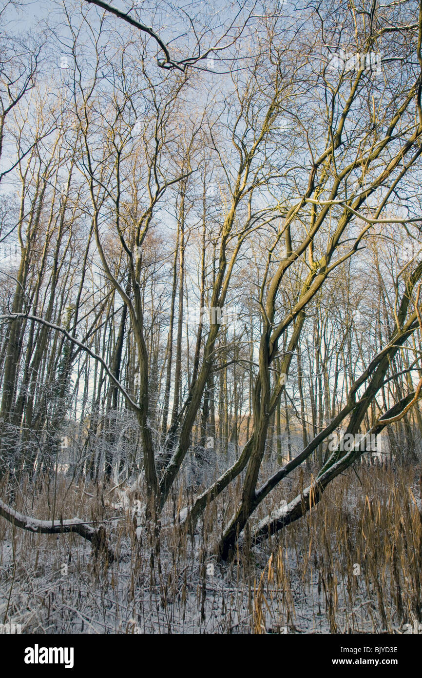Spreading, lanky grey willow in marsh setting Stock Photo - Alamy