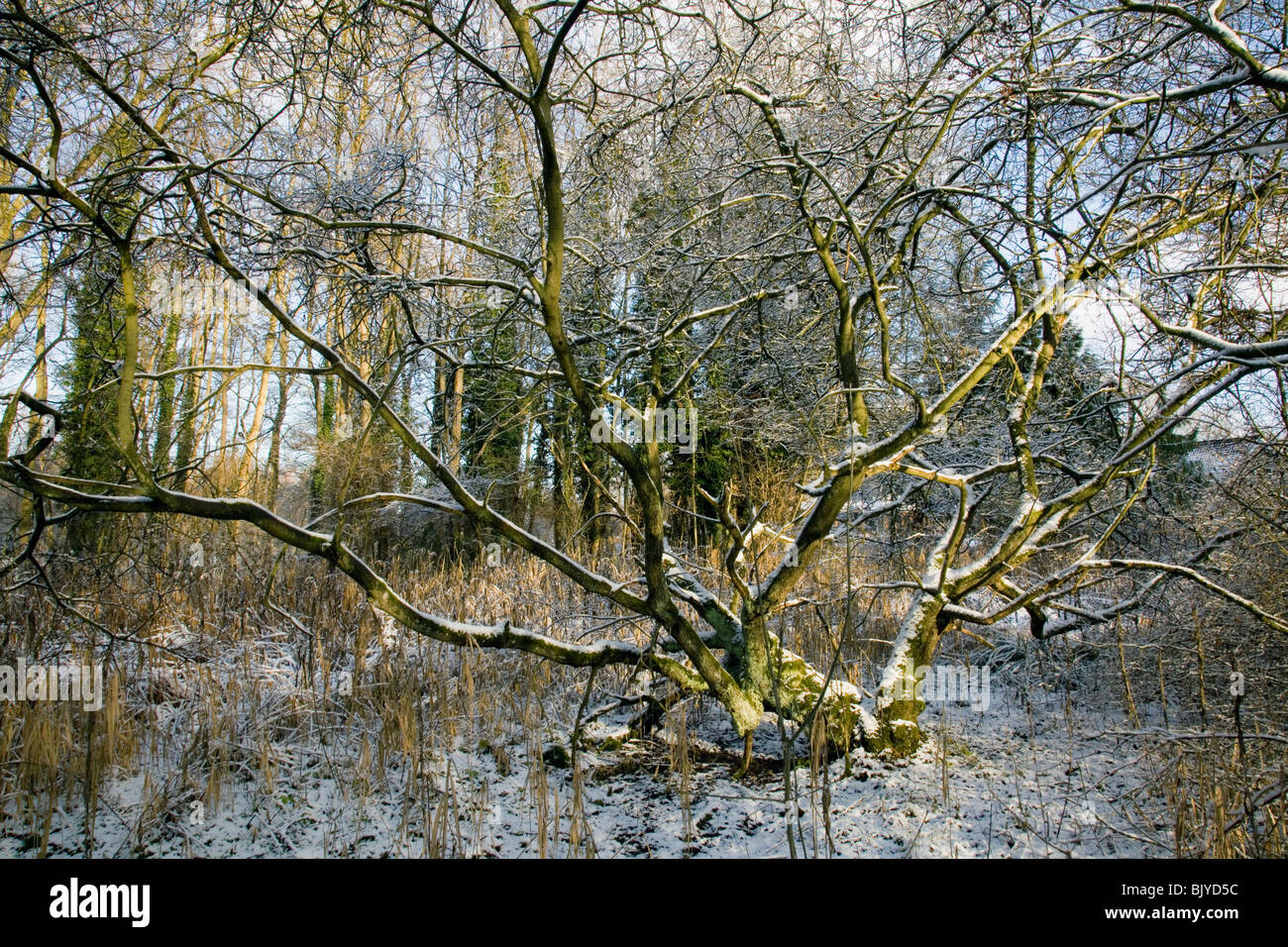Spreading, lanky grey willow in marsh setting Stock Photo - Alamy