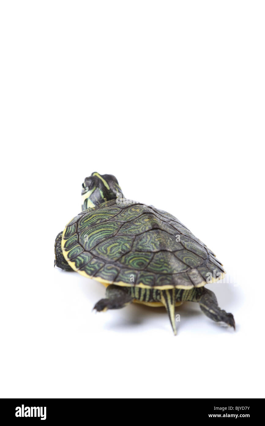 Turtle walking in front of a white background Stock Photo - Alamy