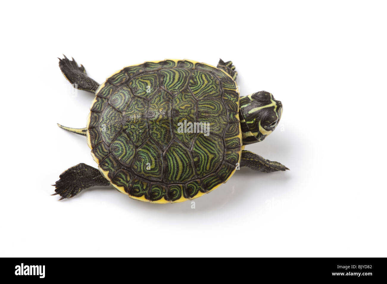 Turtle walking in front of a white background Stock Photo - Alamy