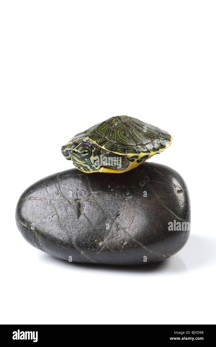 A photo of a turtle on a white background Stock Photo - Alamy