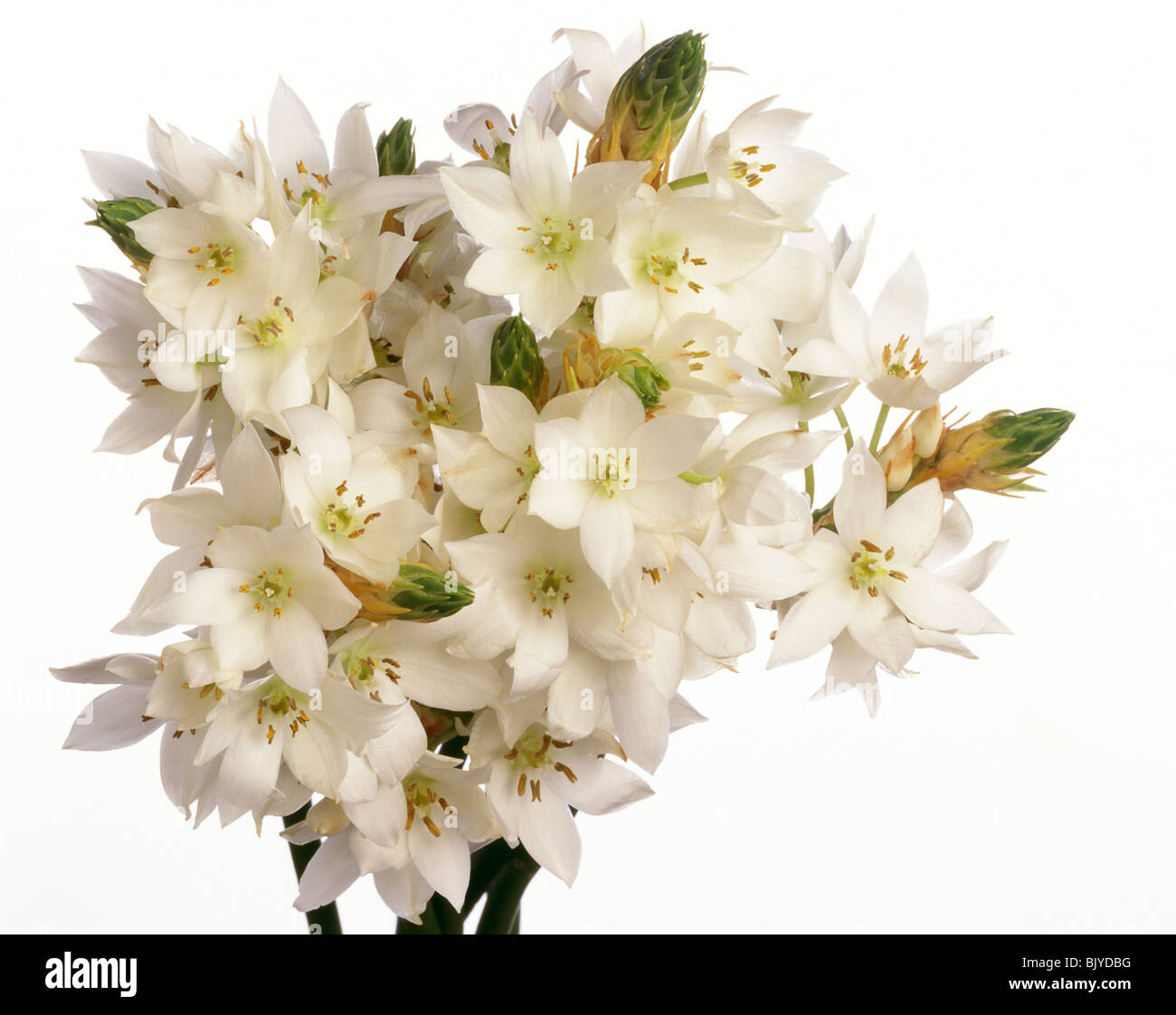 Flower bouquet white background Cut Out Stock Images & Pictures - Alamy