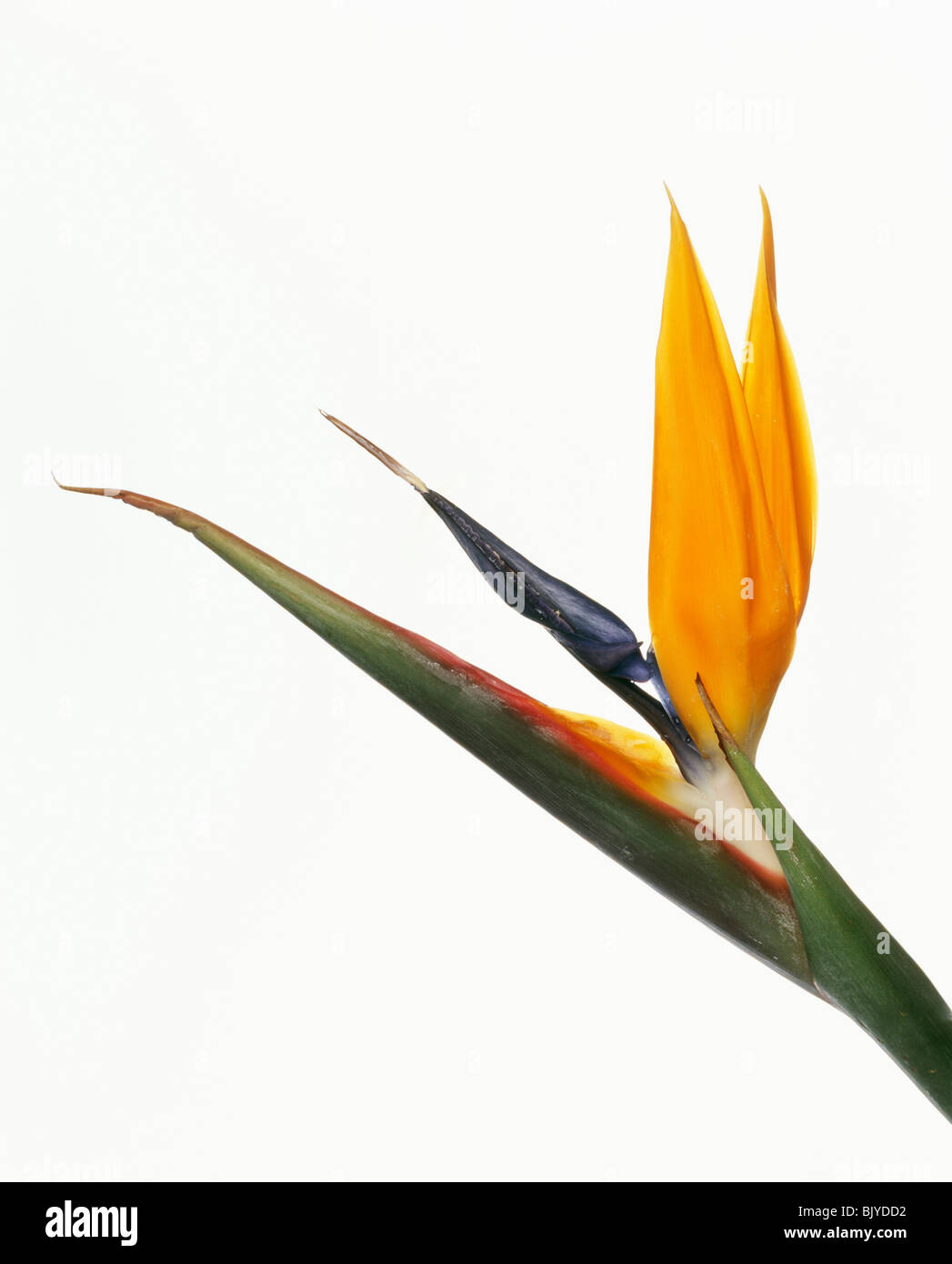 Strelitzia Reginae Cut Out Stock Images & Pictures - Alamy