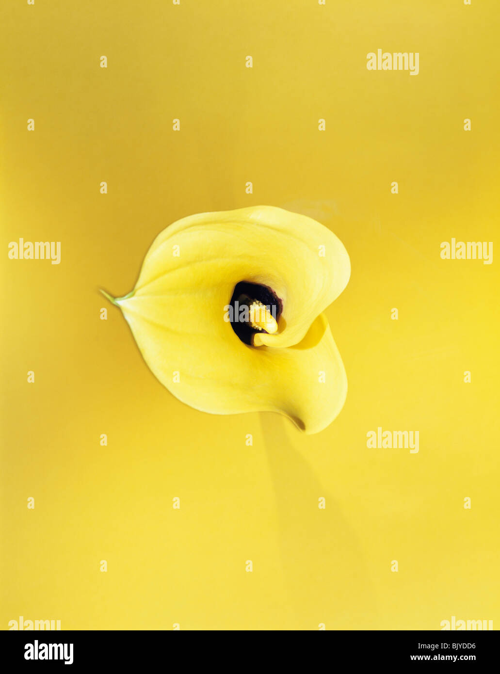 Yellow Calla Lily High Resolution Stock Photography and Images - Alamy