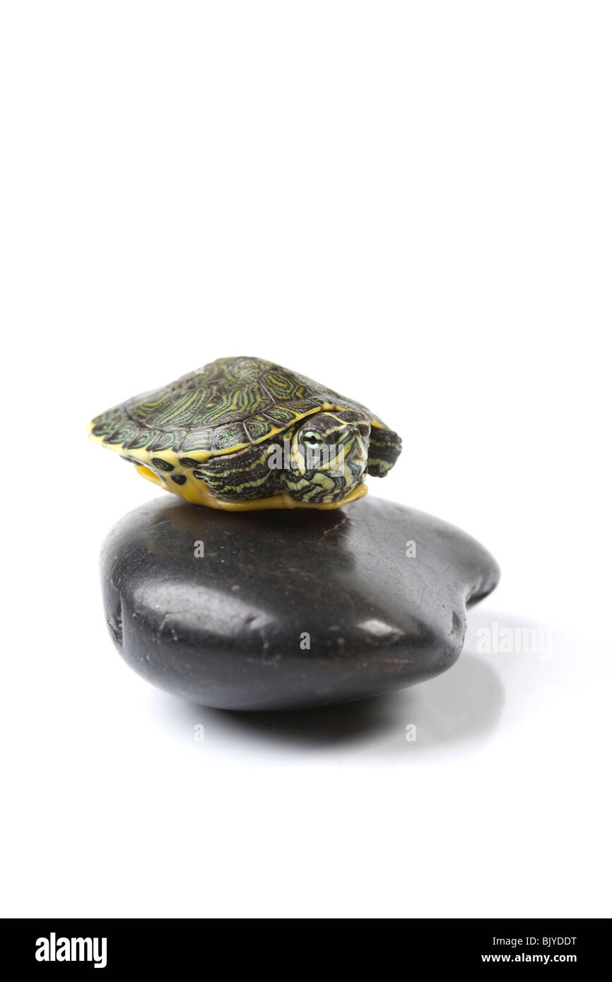 A photo of a turtle on a white background Stock Photo - Alamy