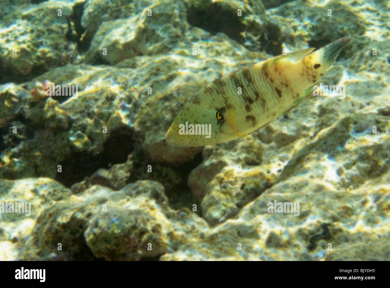 tropical fish in sea Stock Photo - Alamy