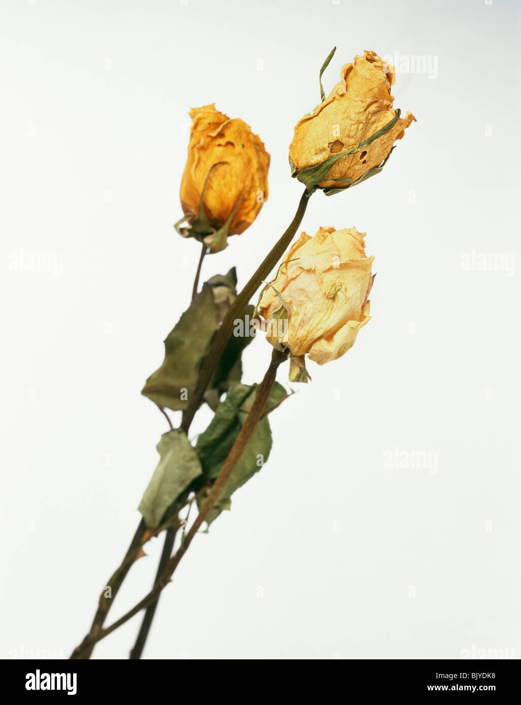 Dead head roses hi-res stock photography and images - Alamy