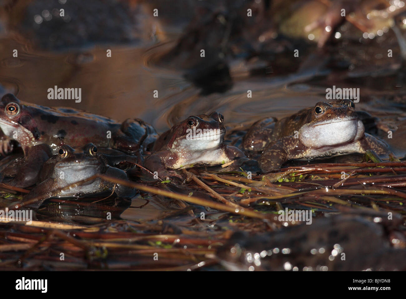 Frog throat sack hi-res stock photography and images - Alamy