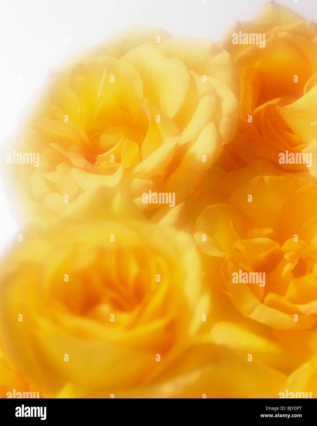 Yellow roses, close-up Stock Photo - Alamy