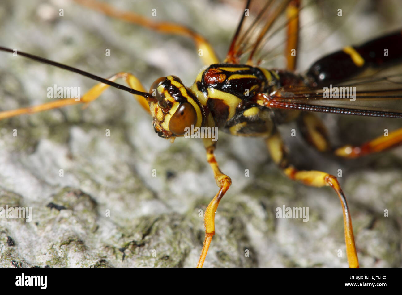 A male giant ichneumon wasp searches a dead tree for females ready to ...