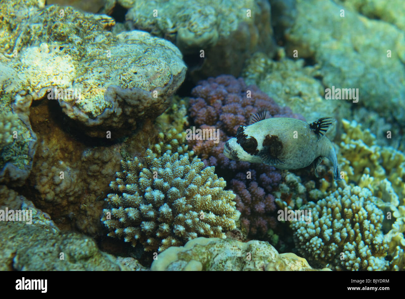 Deep sea puffer fish hi-res stock photography and images - Alamy