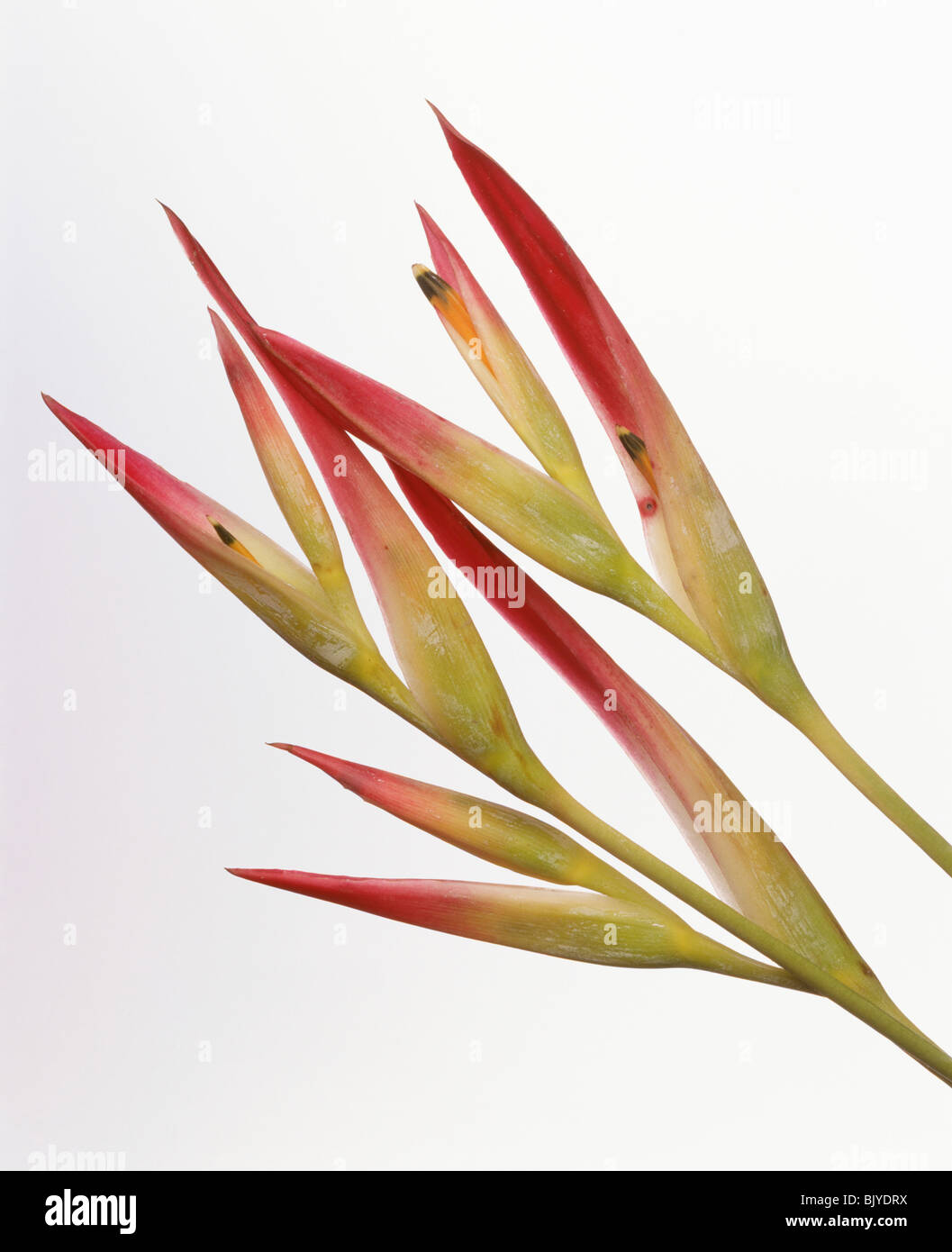 White strelitzia plant hi-res stock photography and images - Alamy
