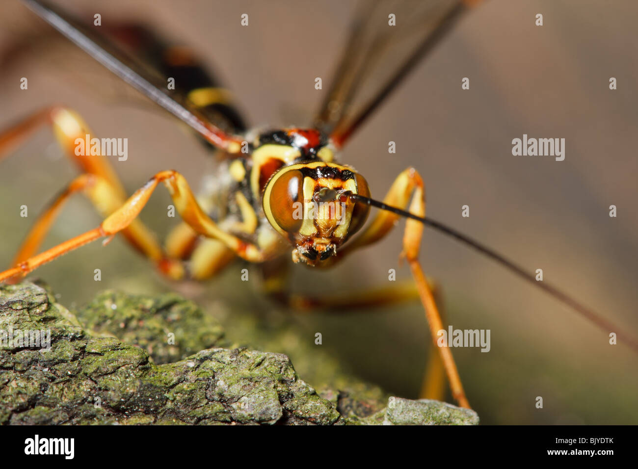 Giant Ichneumon Wasp Giant Ichneumon Wasp