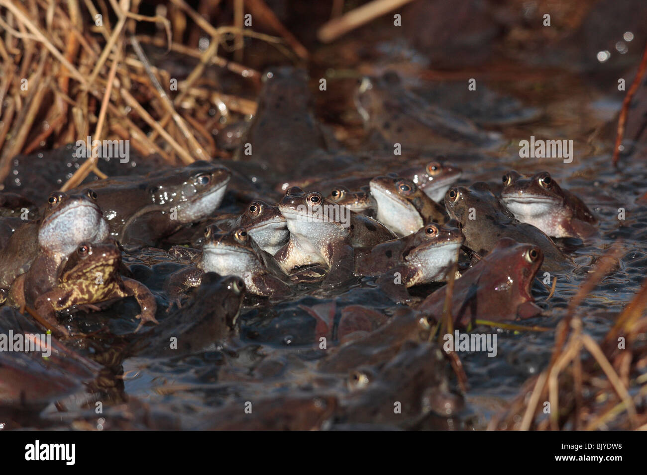 Frog throat sack hi-res stock photography and images - Alamy