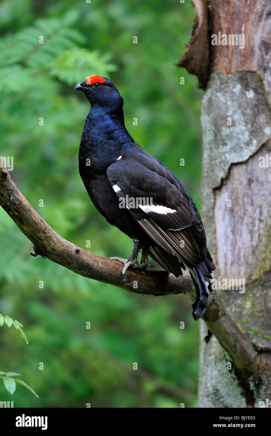 Black grouse (Lyrurus tetrix / Tetrao tetrix) male perched on branch in ...