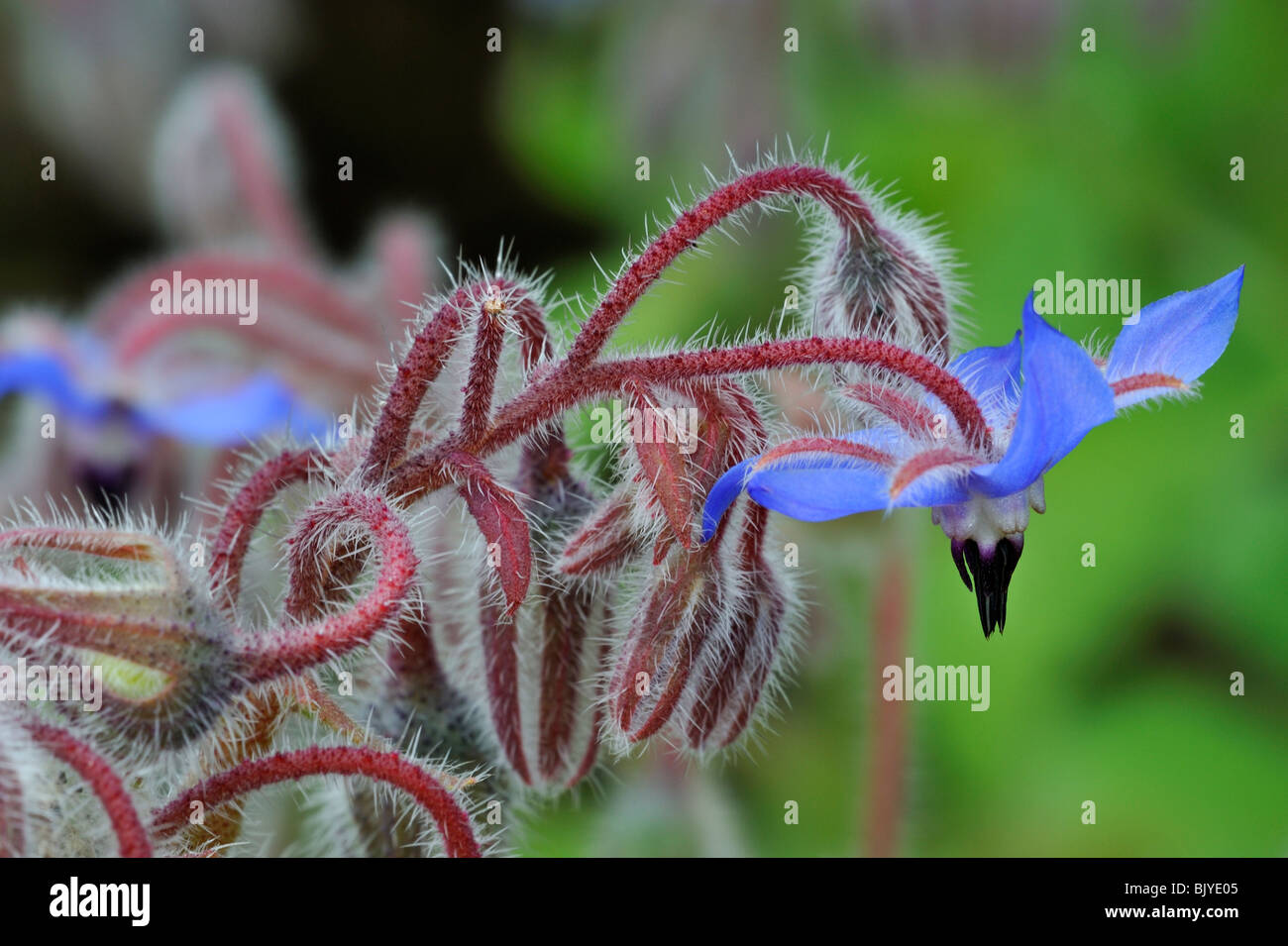 Borage / Starflower (Borago officinalis) in flower in spring Stock ...