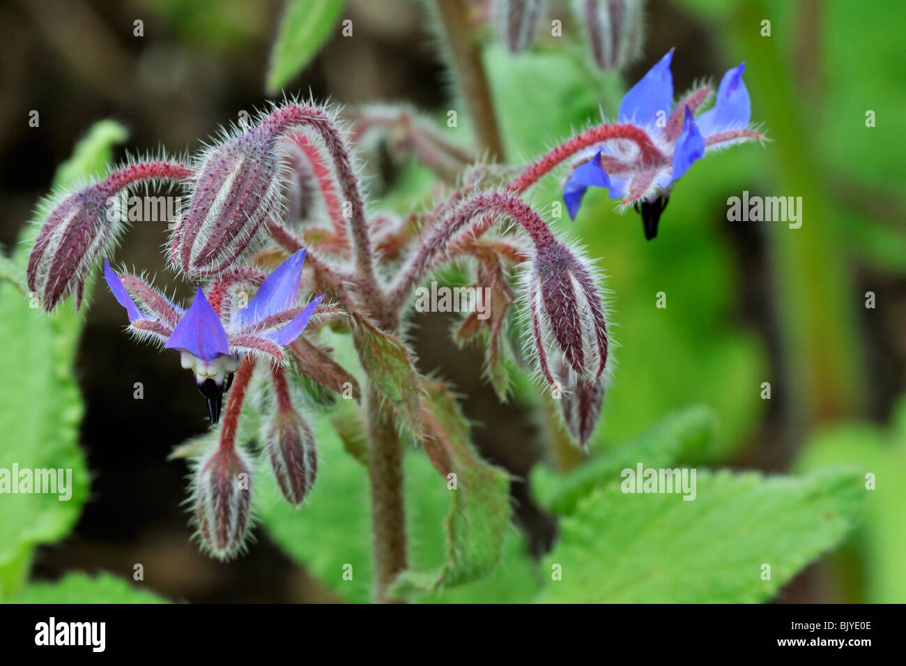 Borage / Starflower (Borago officinalis) in flower in spring Stock ...
