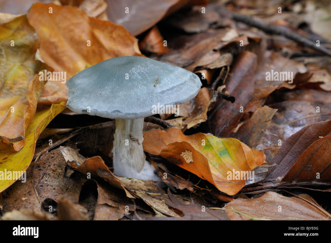 Aniseed toadstool (Clitocybe odora) among autumn leaves in beech forest ...