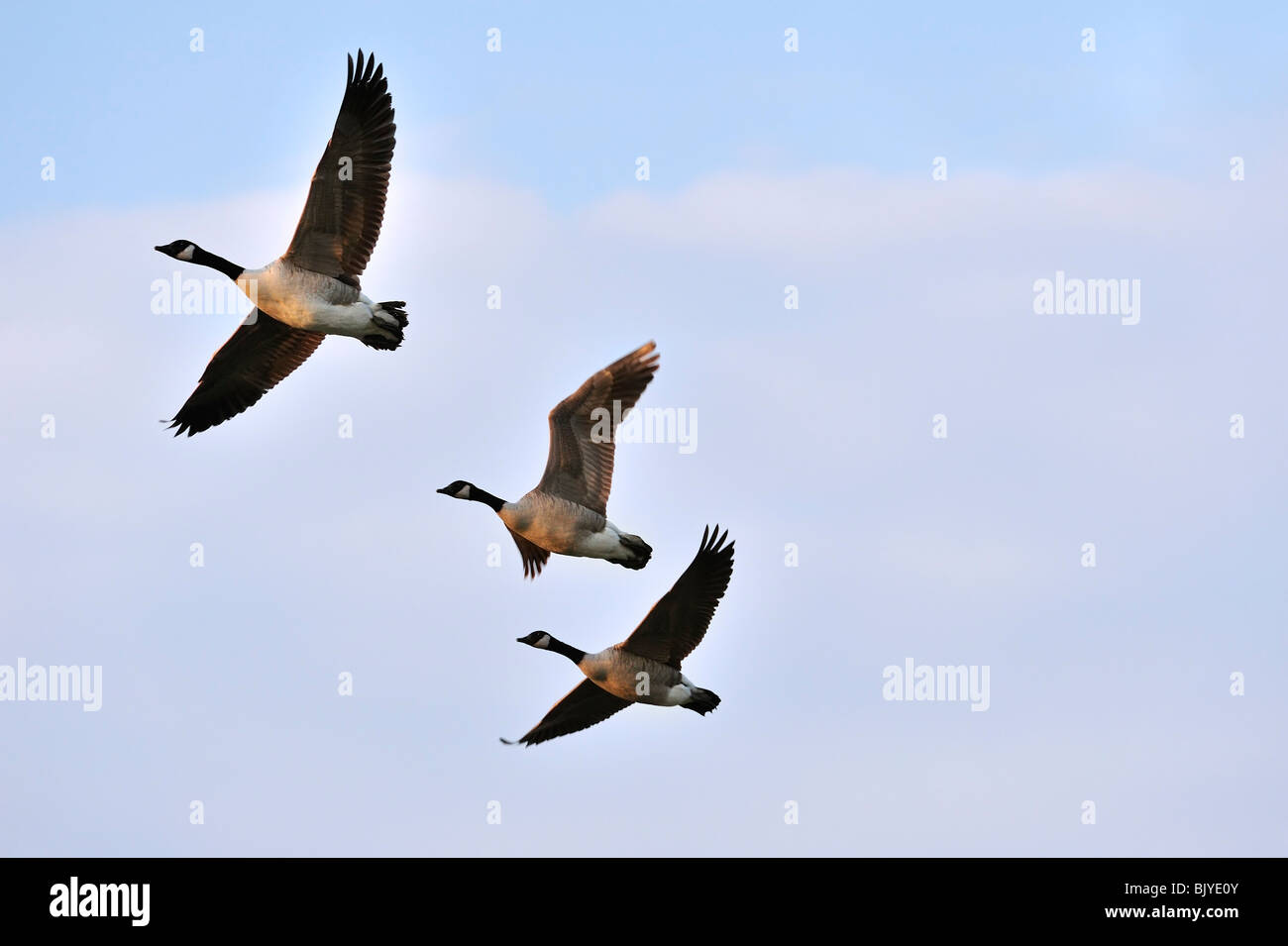 Canada geese in flight (Branta canadensis), Belgium Stock Photo - Alamy