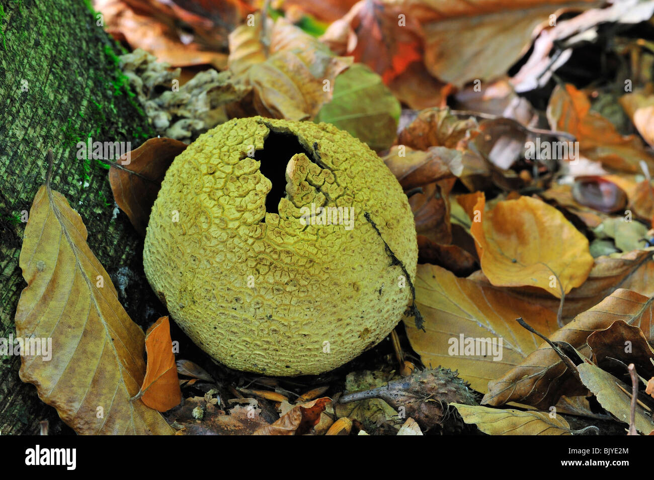 Common earthball fungus / Pigskin poison puffball (Scleroderma citrinum ...