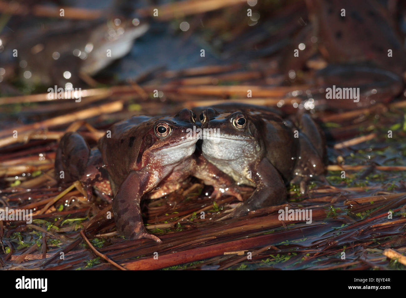 Frog throat sack hi-res stock photography and images - Alamy