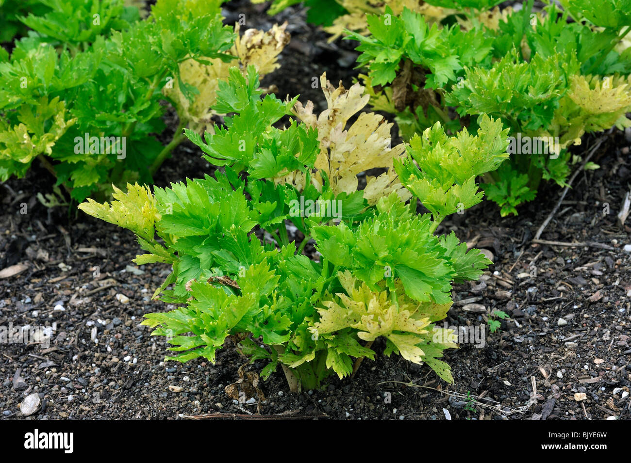 Apium graveolens hi-res stock photography and images - Alamy