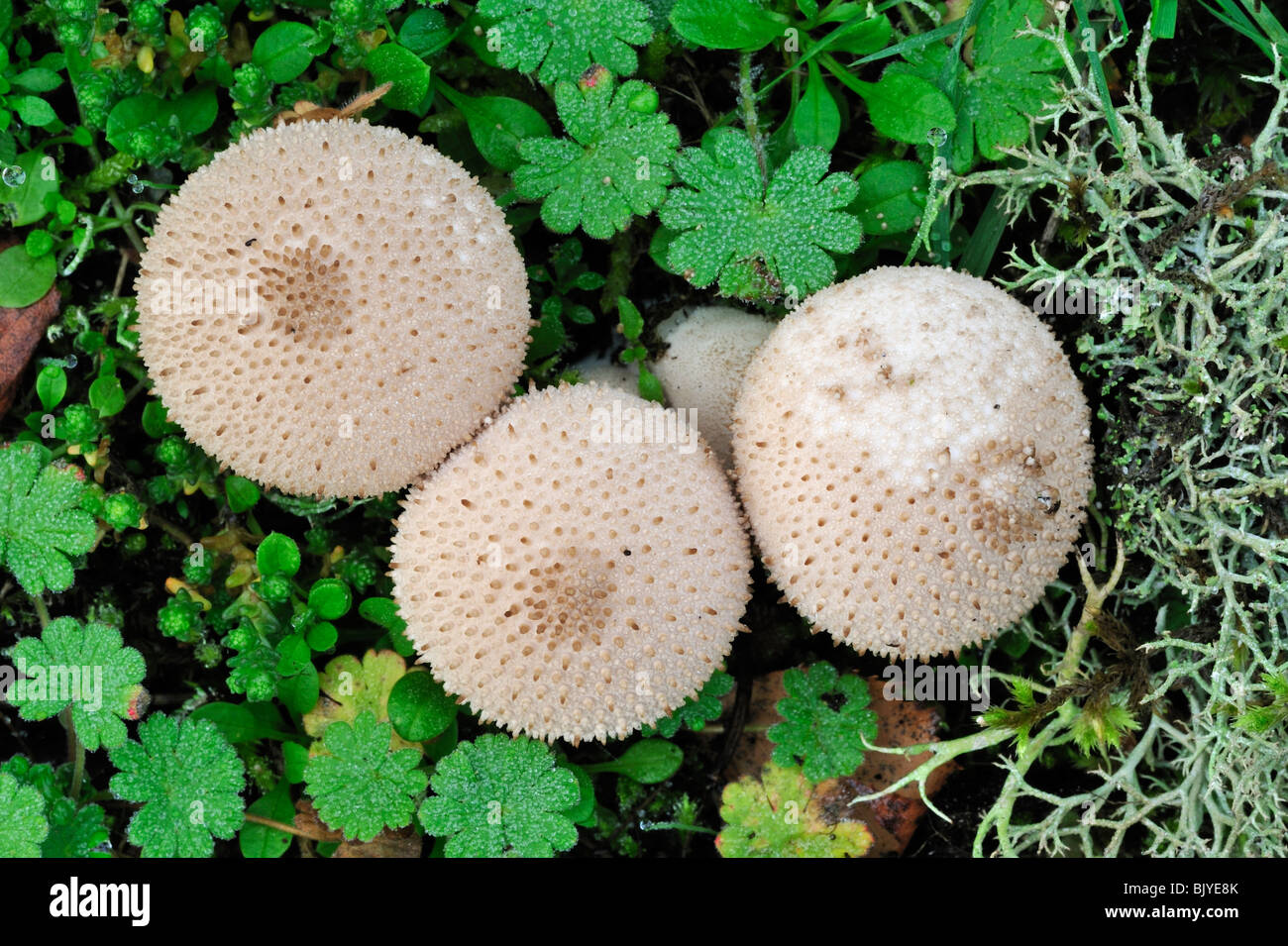 Common puffball / warted puffball / gem-studded puffball / devil's ...
