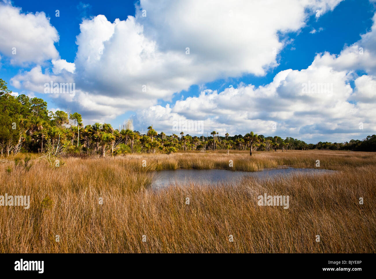 Saltwater marshlands hi-res stock photography and images - Alamy