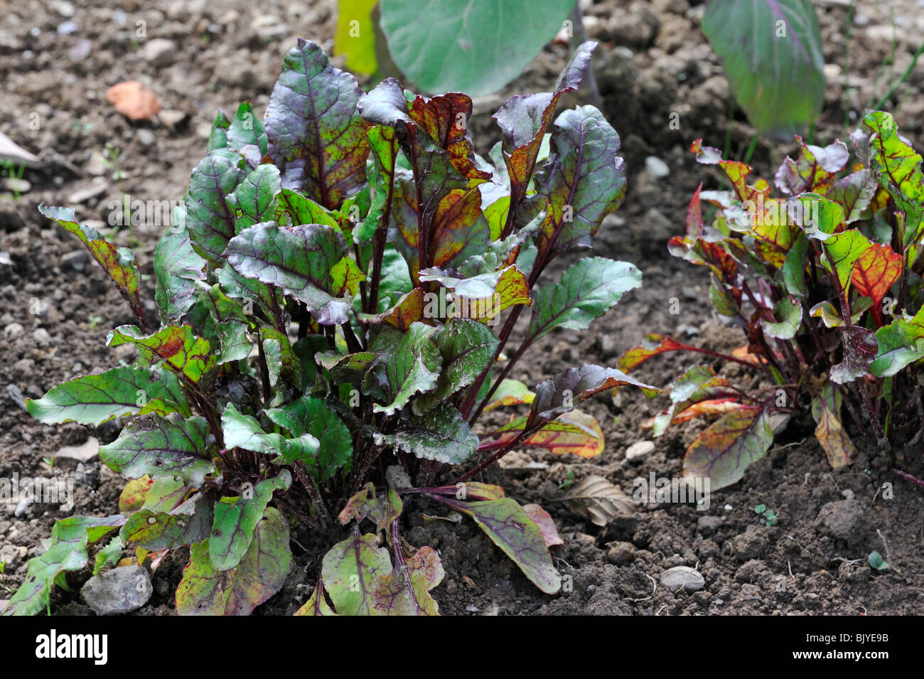 Beetroot / Garden beet (Beta vulgaris) in field, Belgium Stock Photo ...
