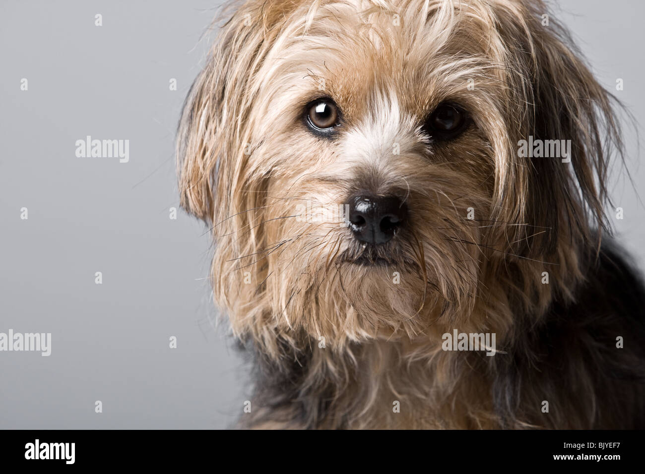 Cute dog hi-res stock photography and images - Alamy