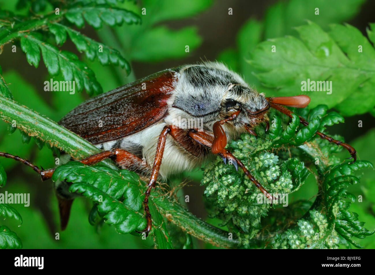 Cockchafer beetle uk hi-res stock photography and images - Alamy