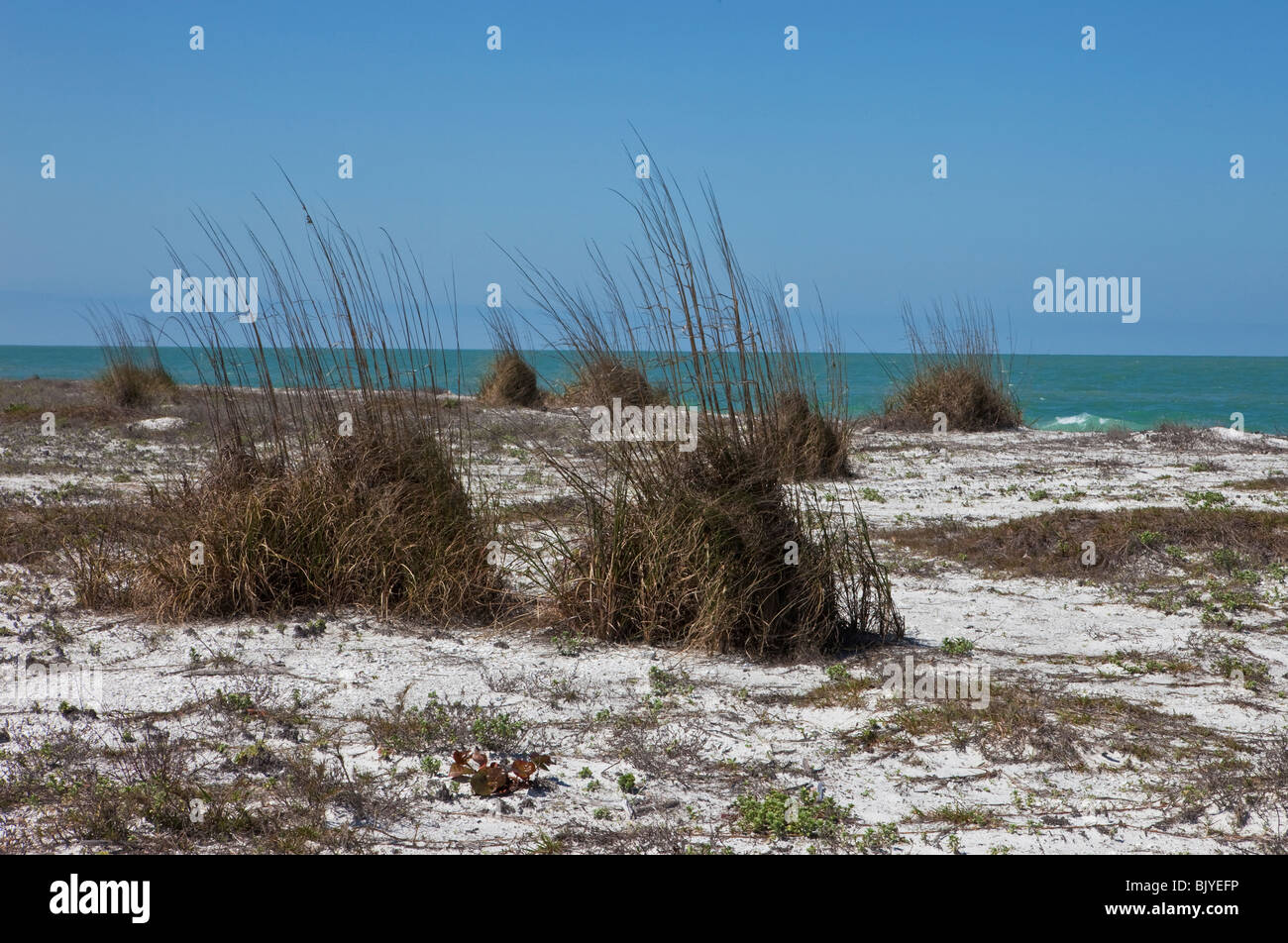 Grass Clumps, Egmont Key, Florida Stock Photo - Alamy