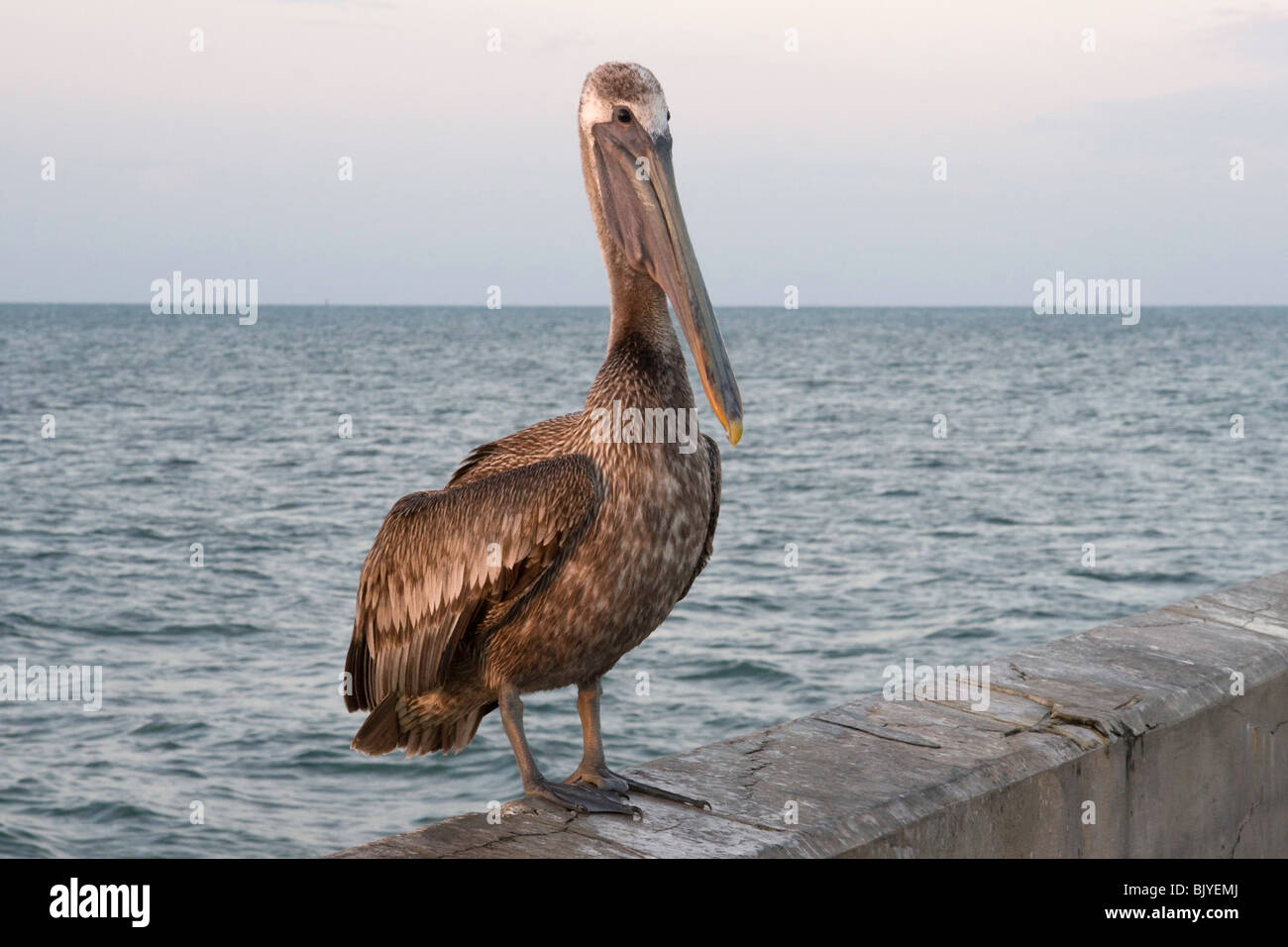 Nas key west hi-res stock photography and images - Alamy