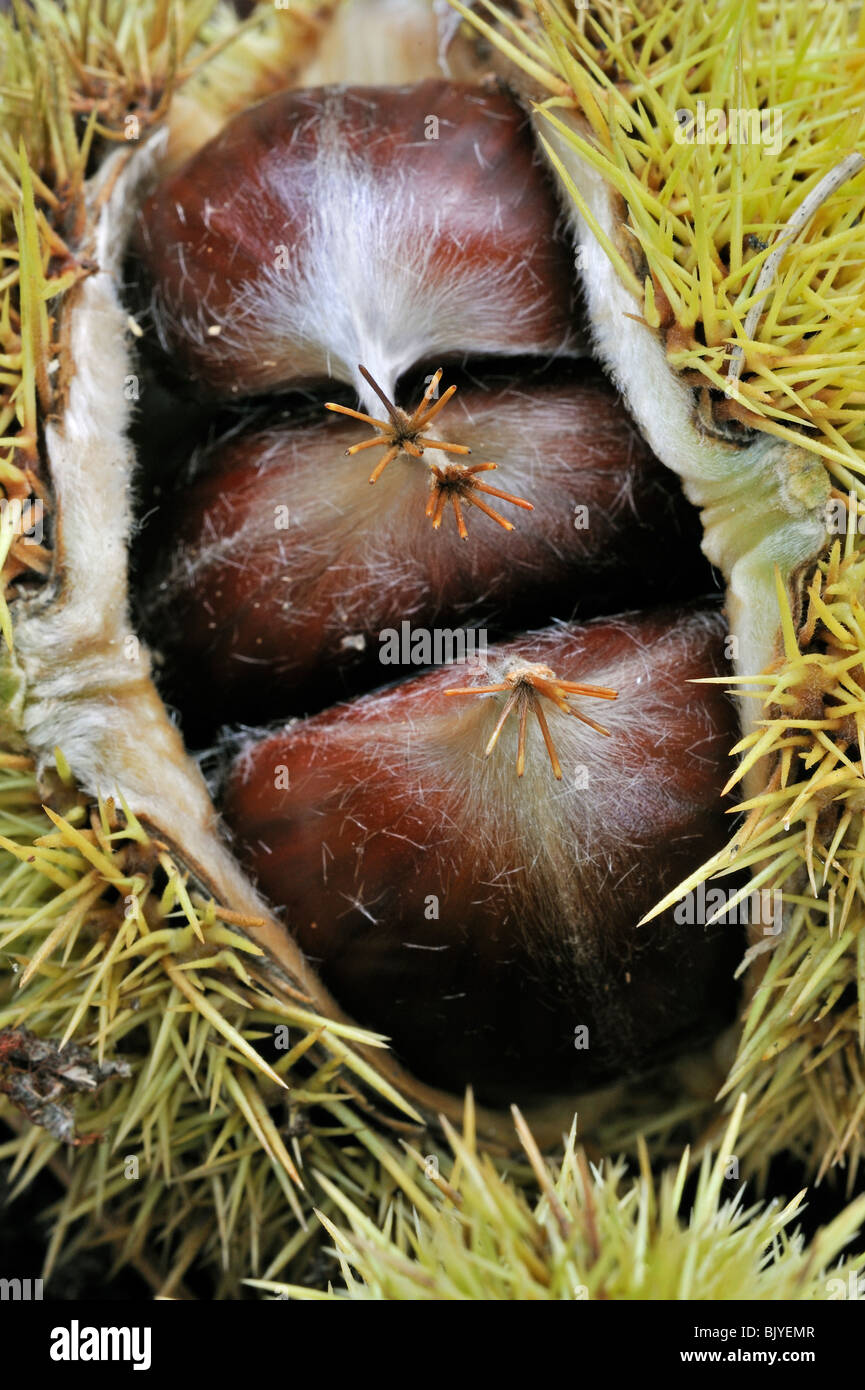 Spiny husk hi-res stock photography and images - Alamy