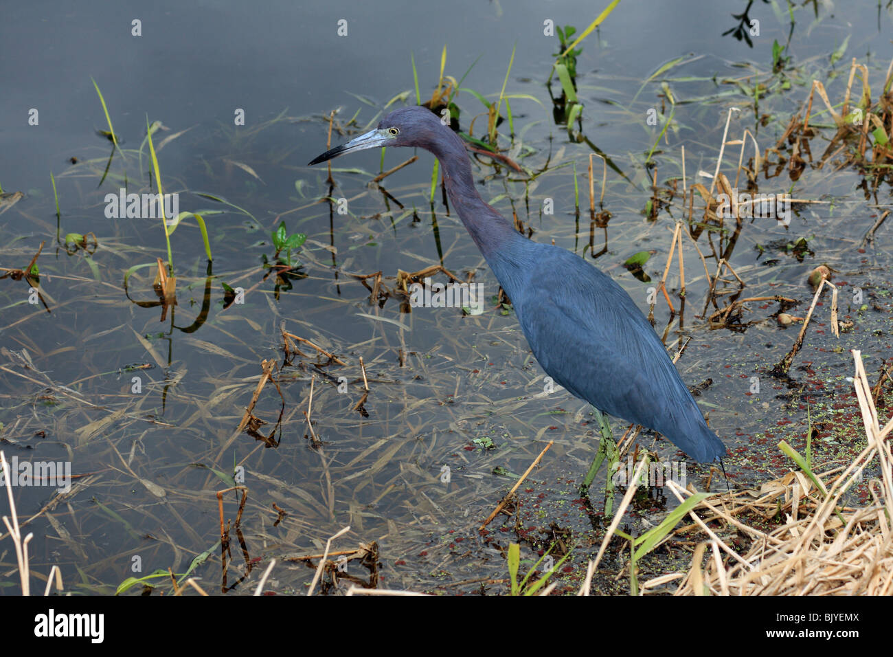 Herons florida usa hi-res stock photography and images - Alamy