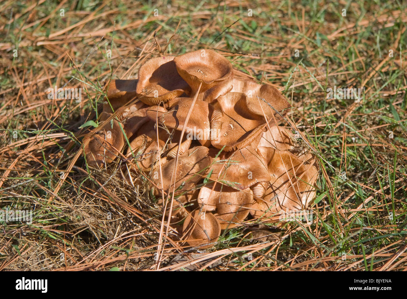 An odd cluster of mushrooms growing on a lawn in Rhodesdale Stock Photo ...
