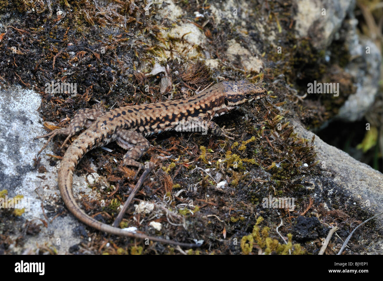 Common wall lizard (Podarcis muralis) on rock Stock Photo - Alamy