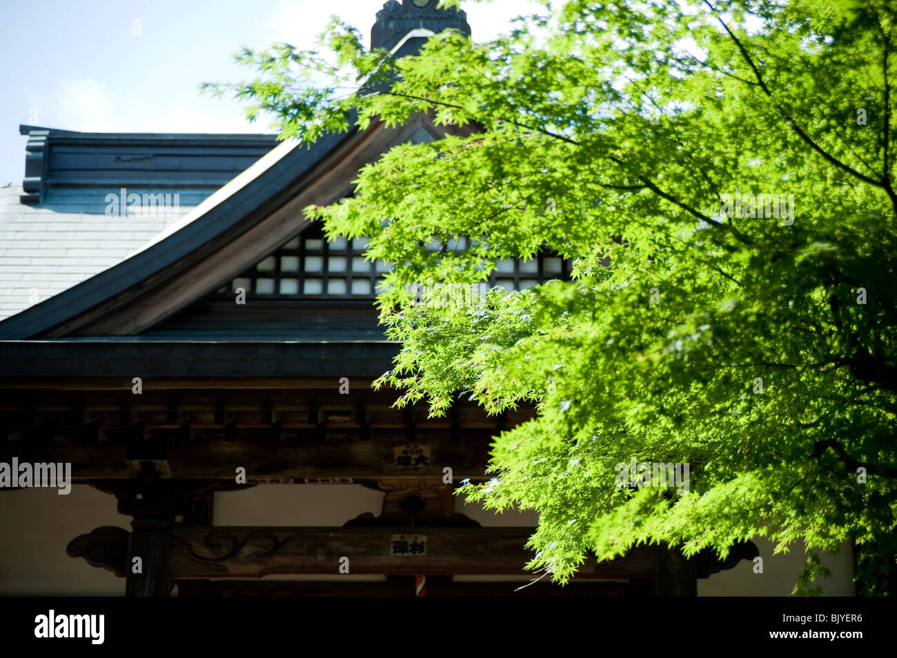 Green leaves in front of temple, Japan Stock Photo - Alamy