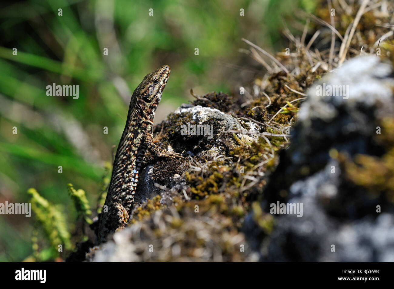 Common wall lizard hi-res stock photography and images - Alamy