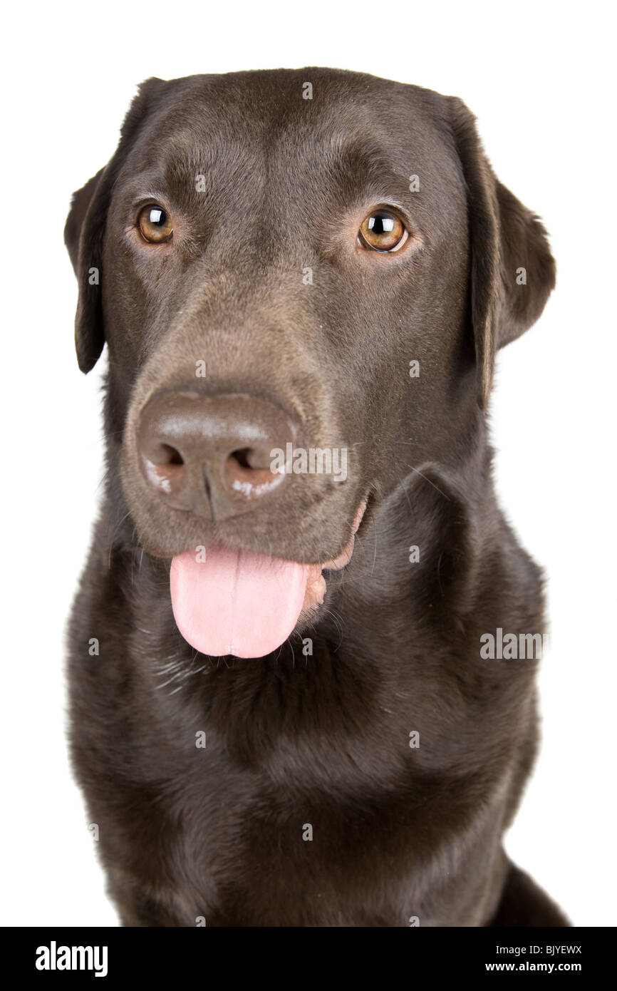 Handsome young brown labrador hi-res stock photography and images - Alamy