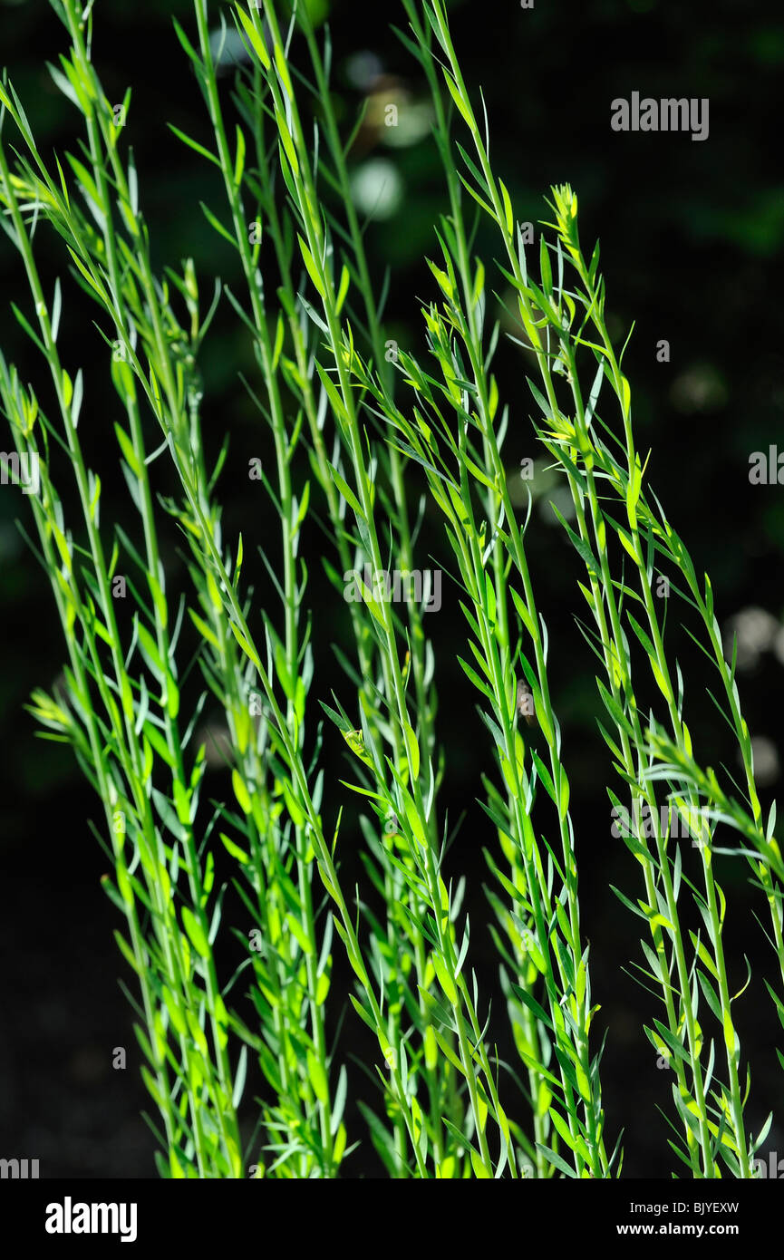 Plants linum hi-res stock photography and images - Alamy