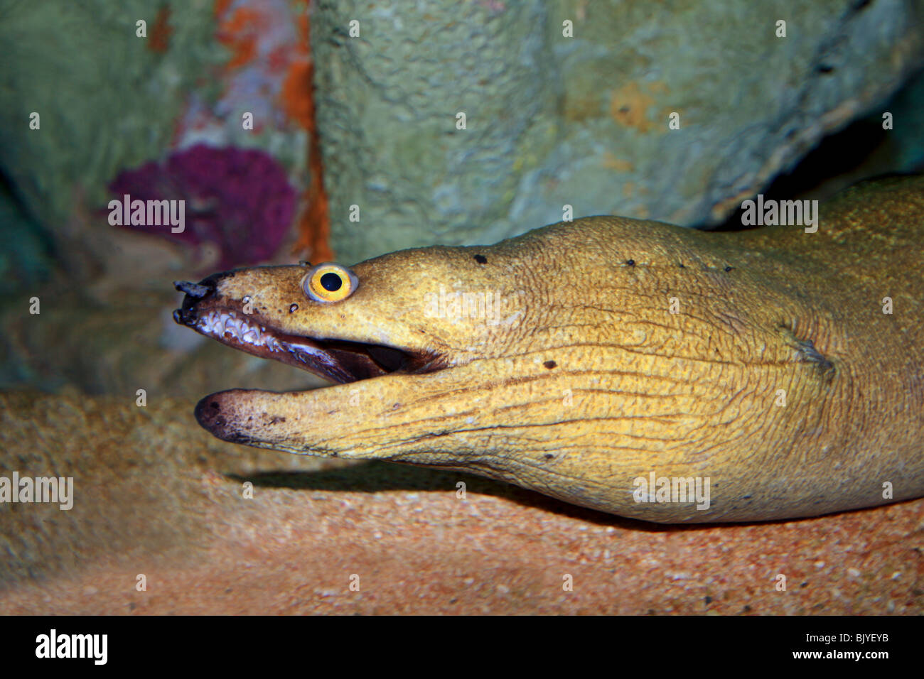 Moray eel hi-res stock photography and images - Alamy