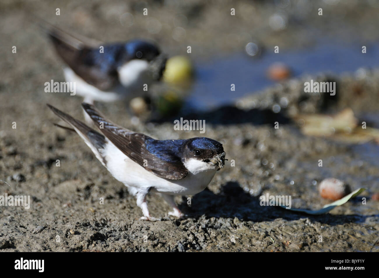 Common house martins (Delichon urbicum / Delichon urbica) collecting ...
