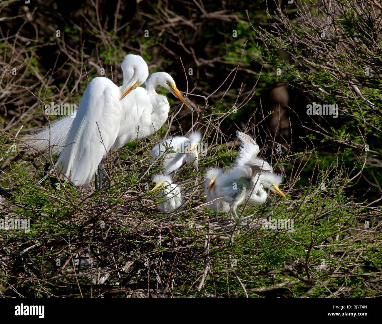 Family of egrets hi-res stock photography and images - Alamy