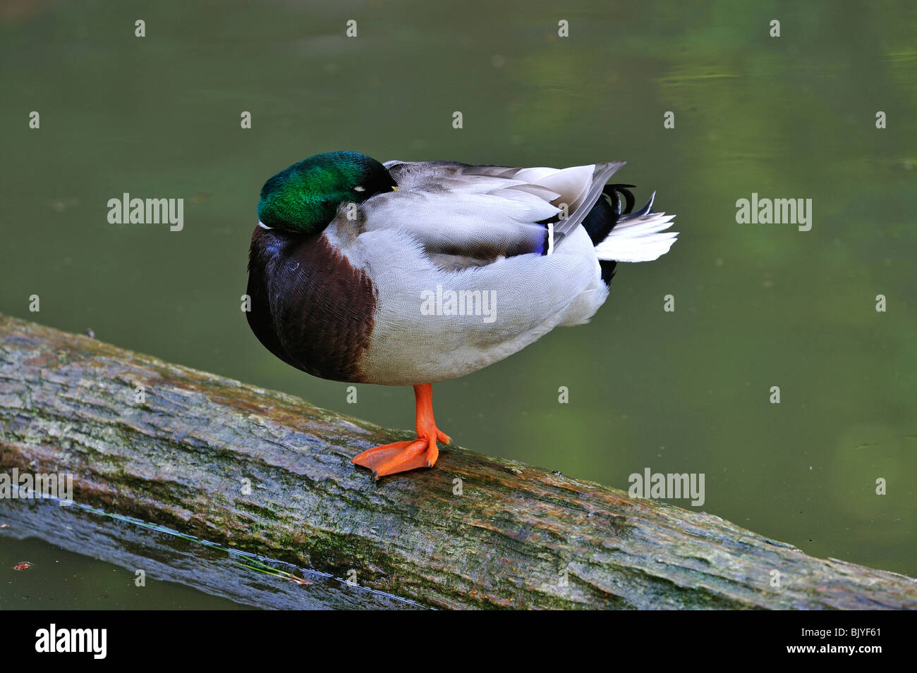 Mallard / Wild duck (Anas platyrhynchos) sleeping on log in pond with ...